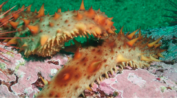 Wild Dried Canadian Sea Cucumber | Seacoo